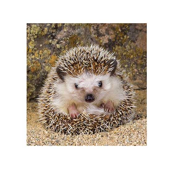 Puzzle 500 pièces - Un amour de hérisson - Puzzle Ravensburger - Rue ...